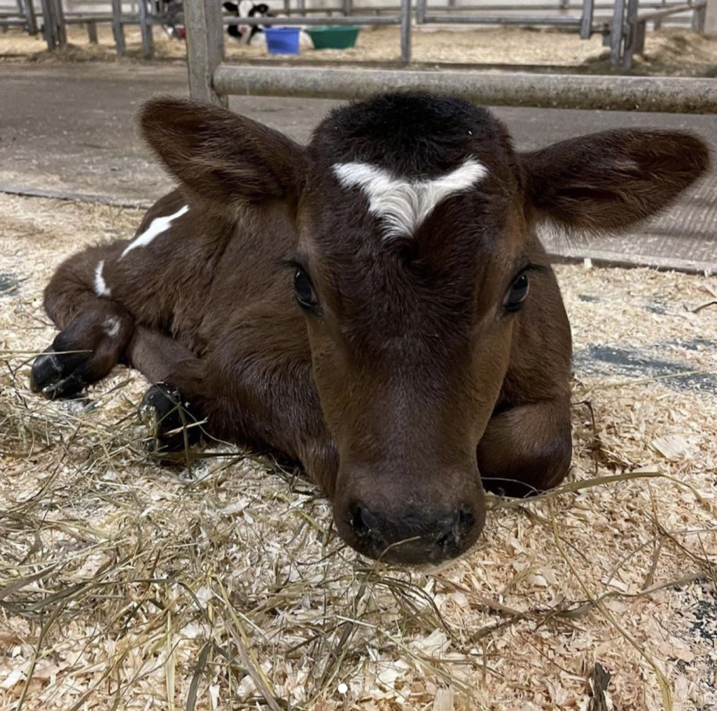 cream cow - UVM Bored