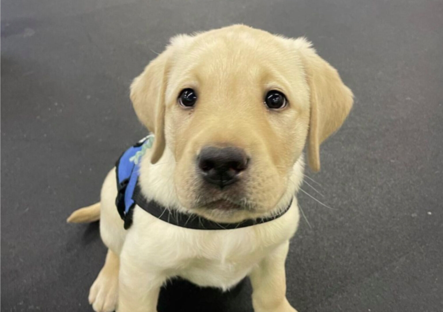 Reconnecting with Animals in College - UVM Bored